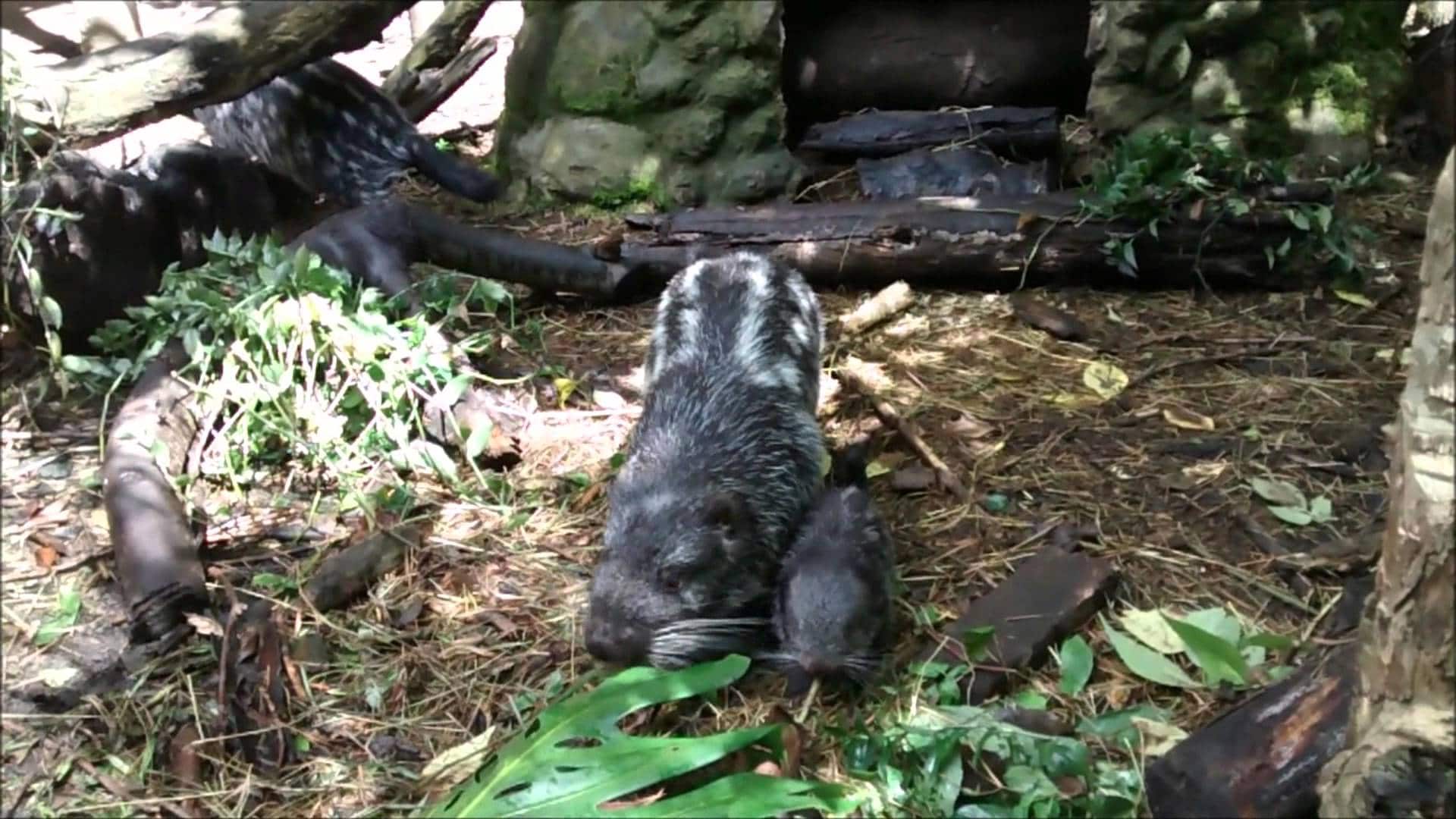 Pacarana (Dinomys branickii) | Science Facts