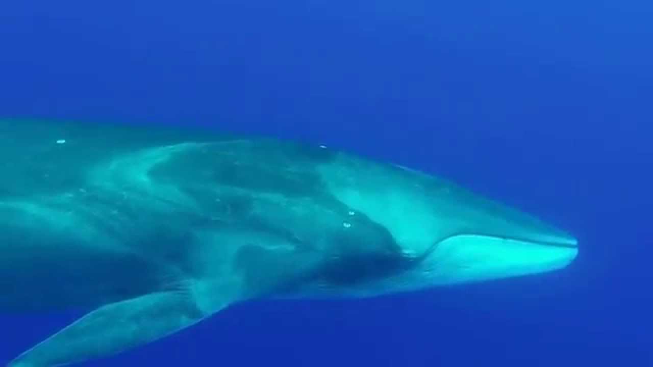 Fin Whale (Balaenoptera physalus) | Science Facts