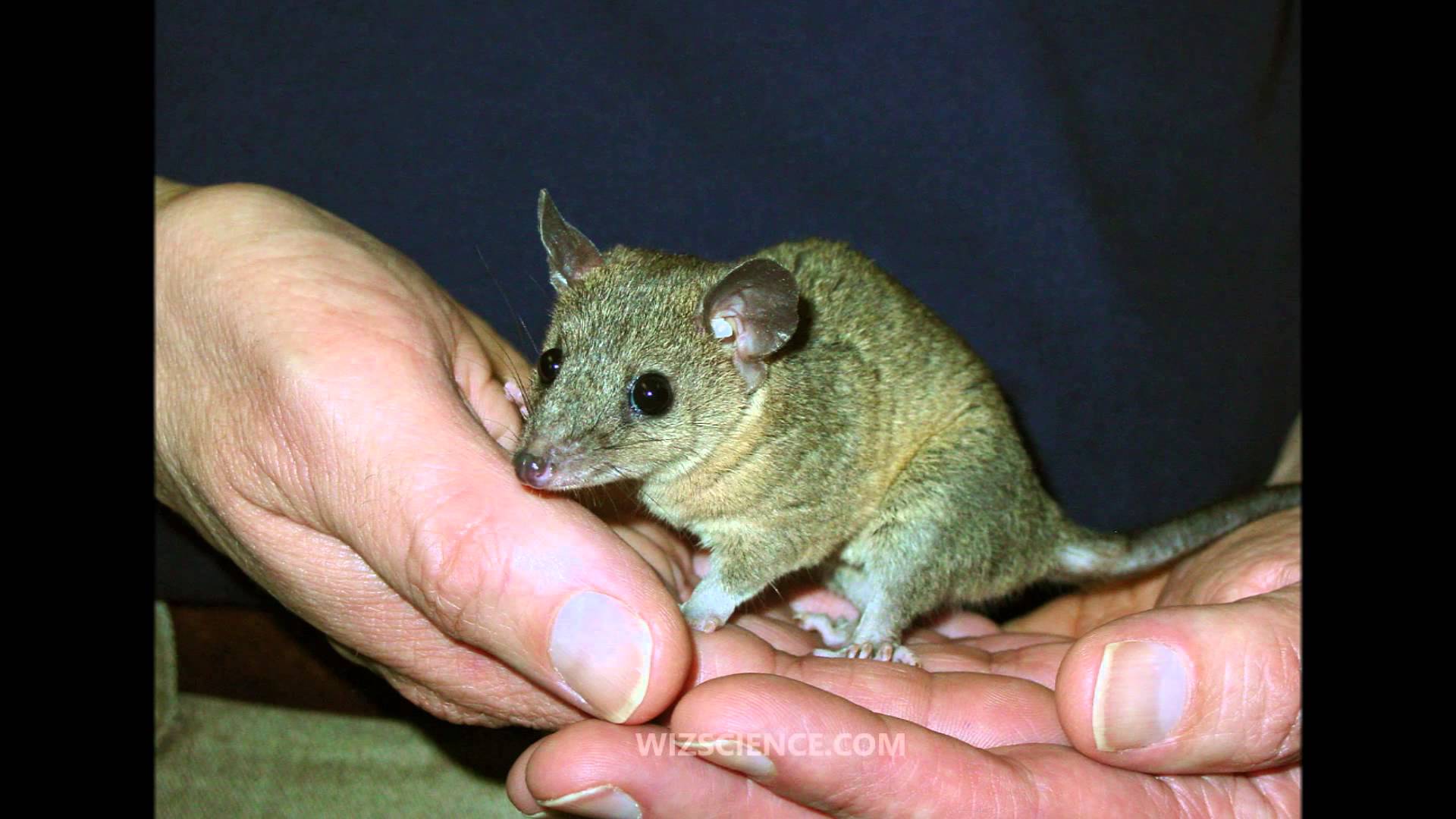 Emilia's Short-tailed Opossum (Monodelphis emiliae) | Science Facts