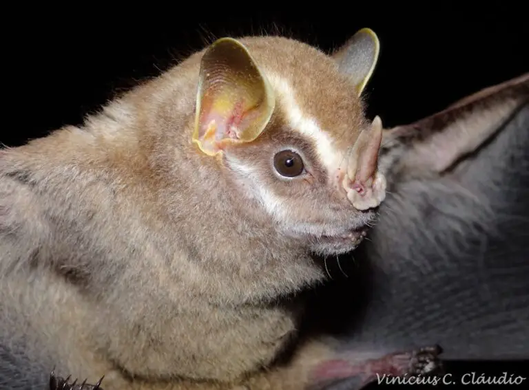 Animals in Brazil - Fauna Brasileira | Science Facts