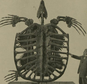 Archelon facts for kids | Science Facts