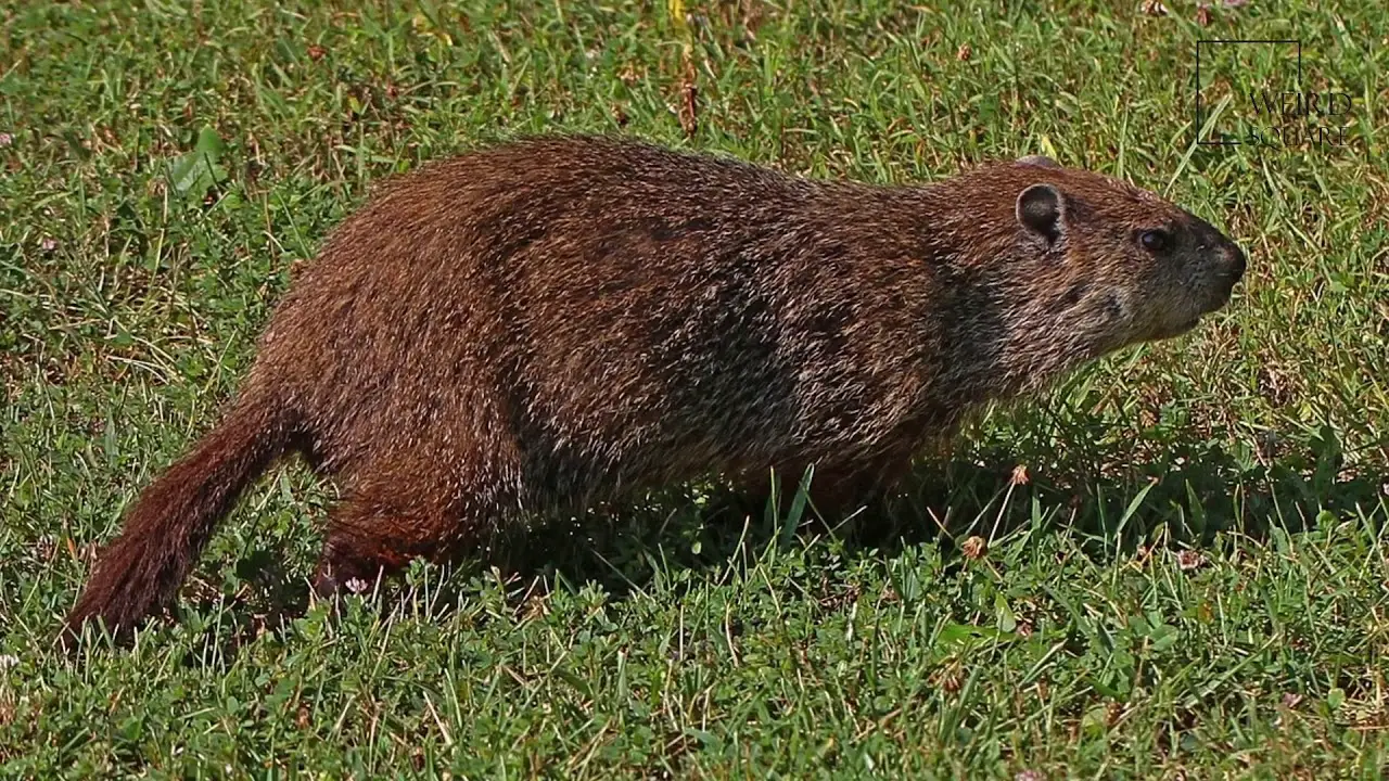 10 Bizarre But True Facts About Groundhogs | Science Facts