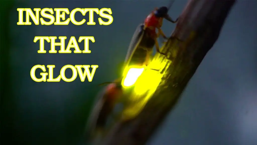 Firefly Facts for Kids | Science Facts
