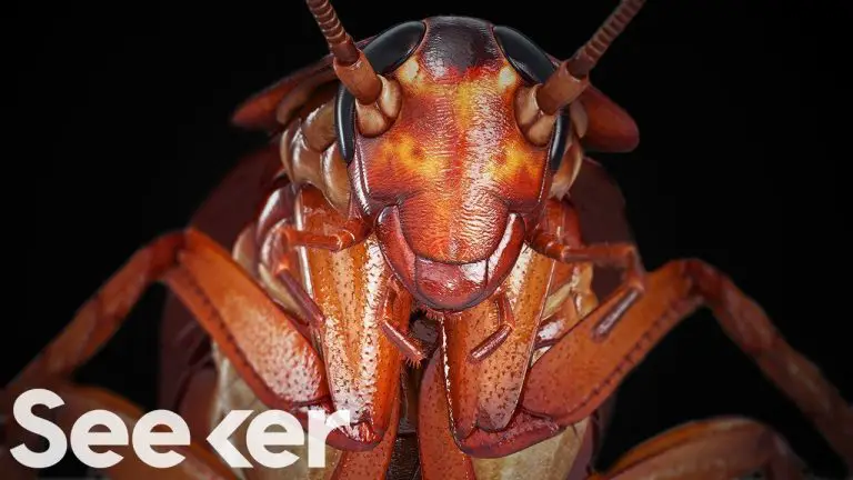 Cockroach Facts | Science Facts