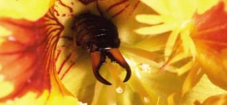 Earwig Facts | Science Facts