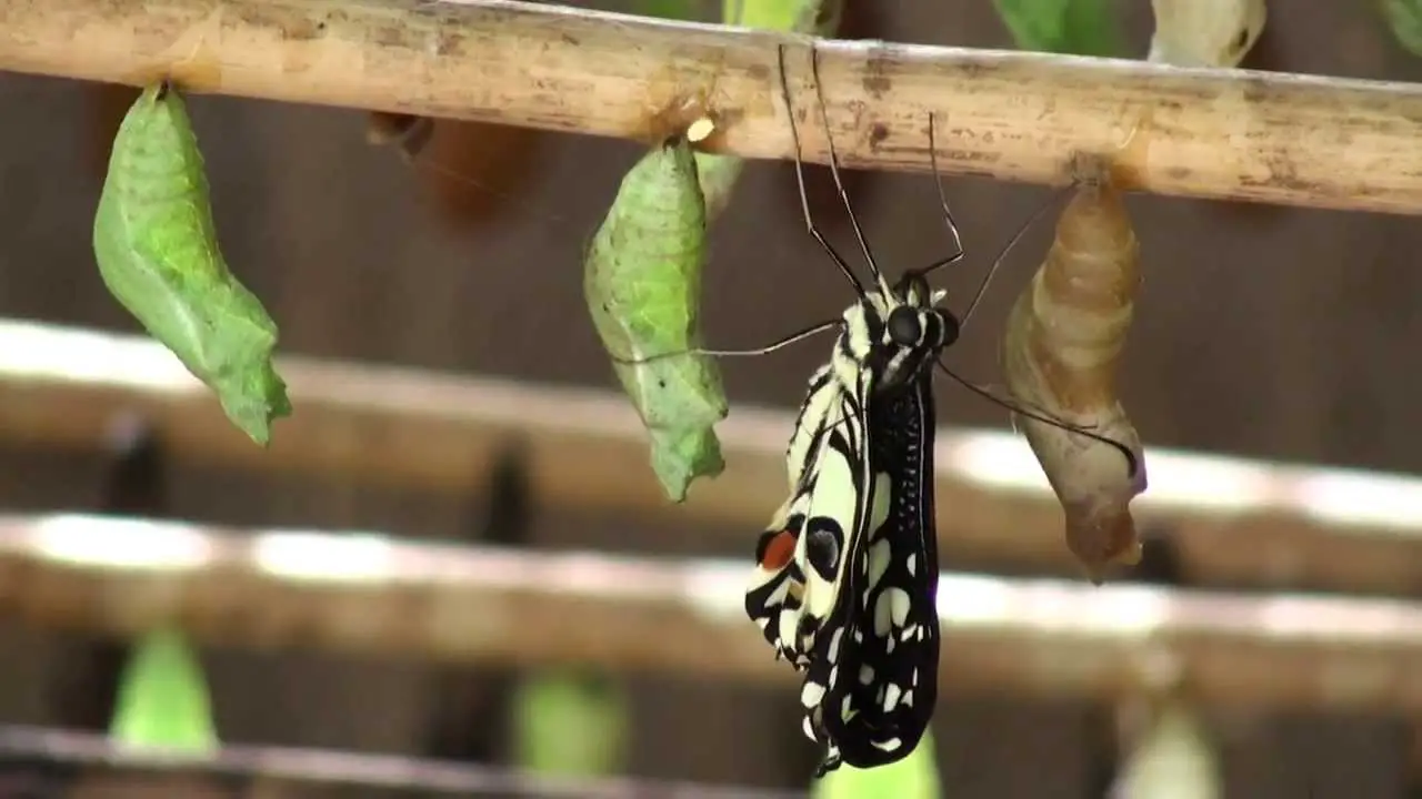 How to Make a Cheap Bug Cage | Science Facts