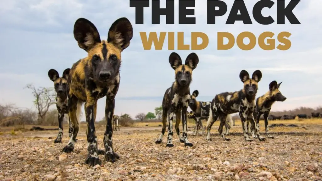 35 Fun Facts About Dogs | Science Facts