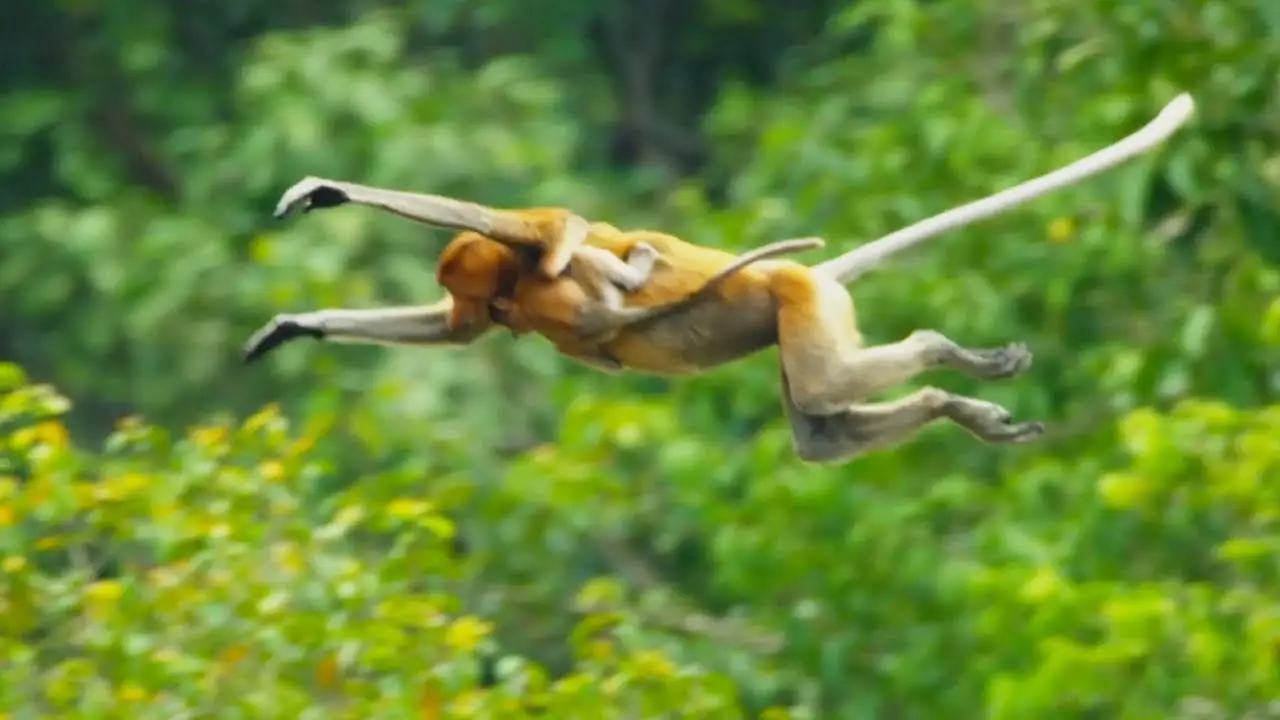 Proboscis Monkey Facts | Science Facts