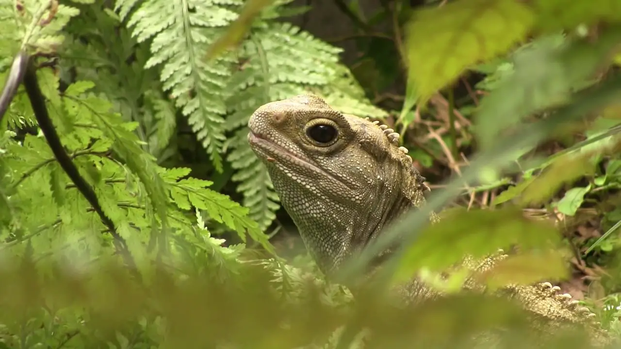 Facts about Tuatara - Modern Dinosaurs | Science Facts