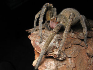 10 Most Poisonous Spiders in the World | Science Facts