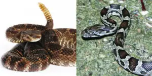 Rat Snake vs Rattlesnake | Science Facts