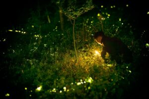 Firefly Facts for Kids | Science Facts